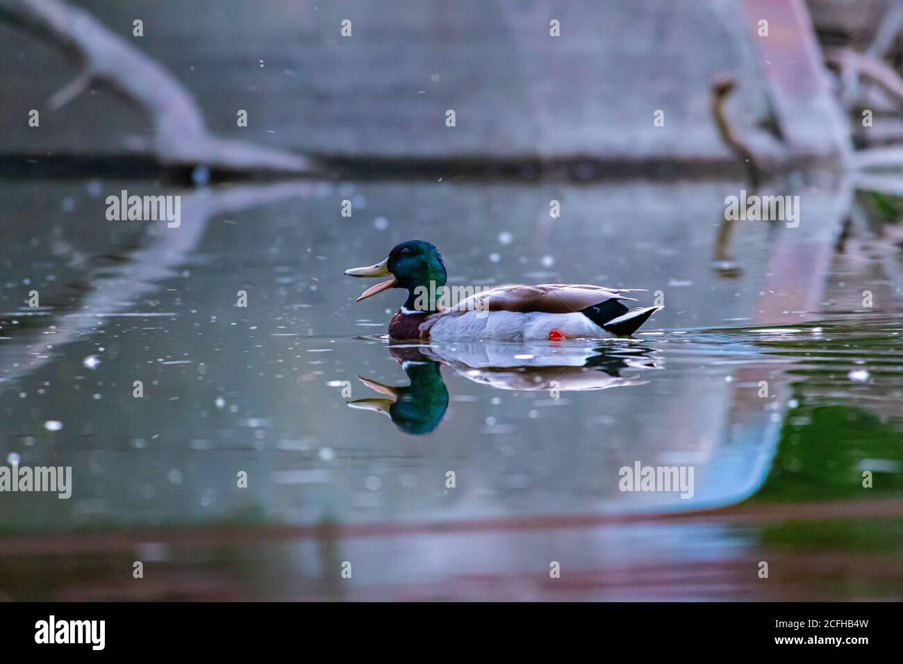 A male Mallard duck swimming on smooth water creating its reflection ...
