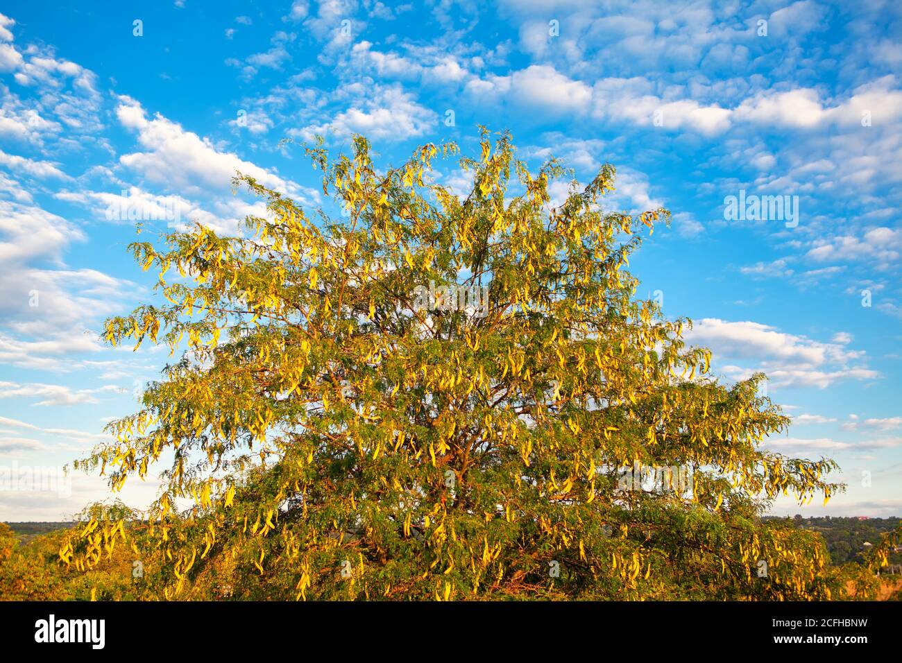Honey Locust tree in summer . Gleditsia Triacanthos tree Stock Photo ...