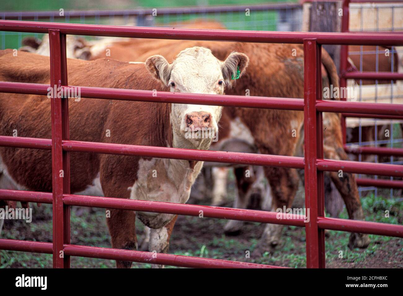 Cattle in pen Stock Photo - Alamy