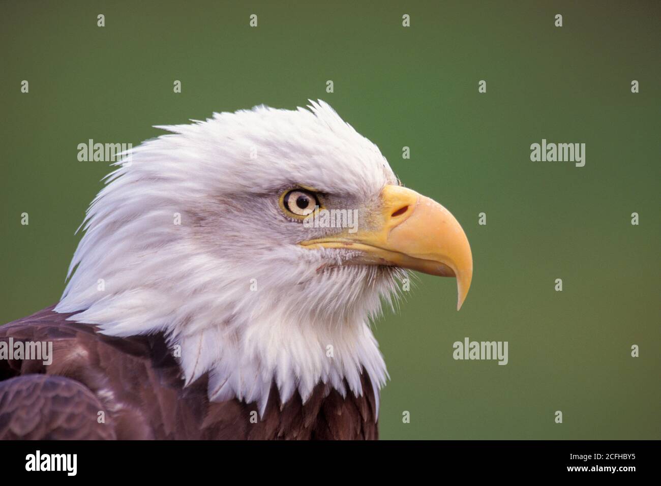 Bald Eagle, side view of head, Haliaeetus leucocephalus Stock Photo - Alamy