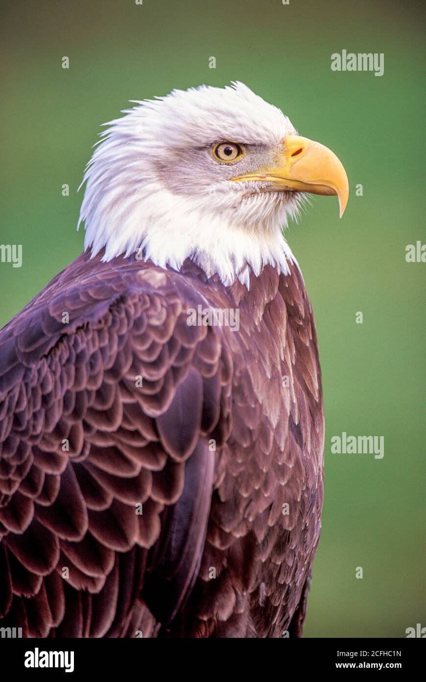 Bald eagle side view hi-res stock photography and images - Alamy