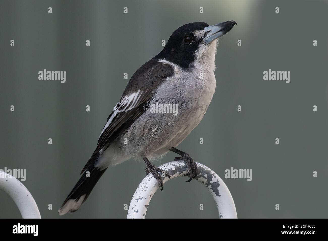 Grey butcher bird hi-res stock photography and images - Alamy