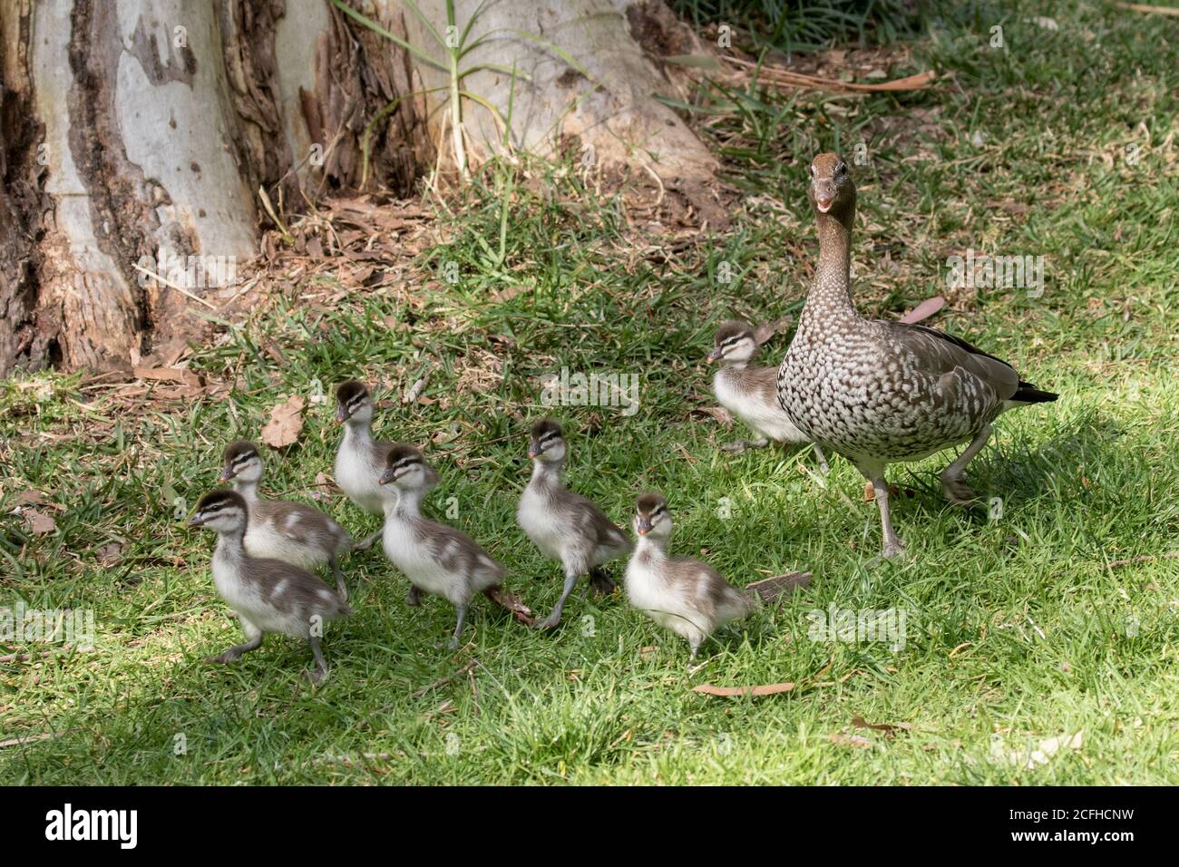 Female Australian Wood Duck with her ducklings Stock Photo - Alamy