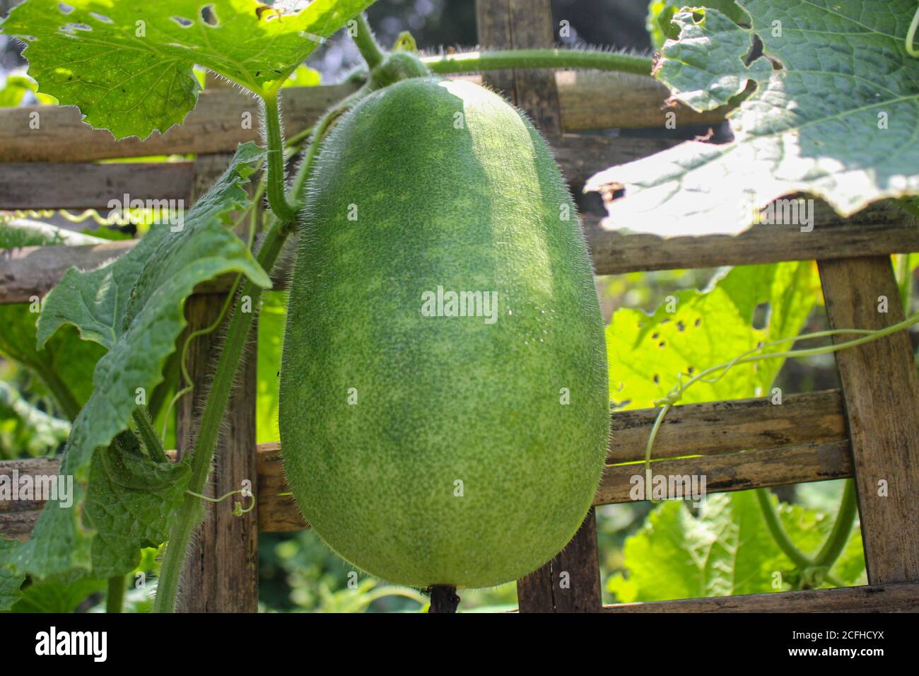Growing of cucumber hi-res stock photography and images - Alamy