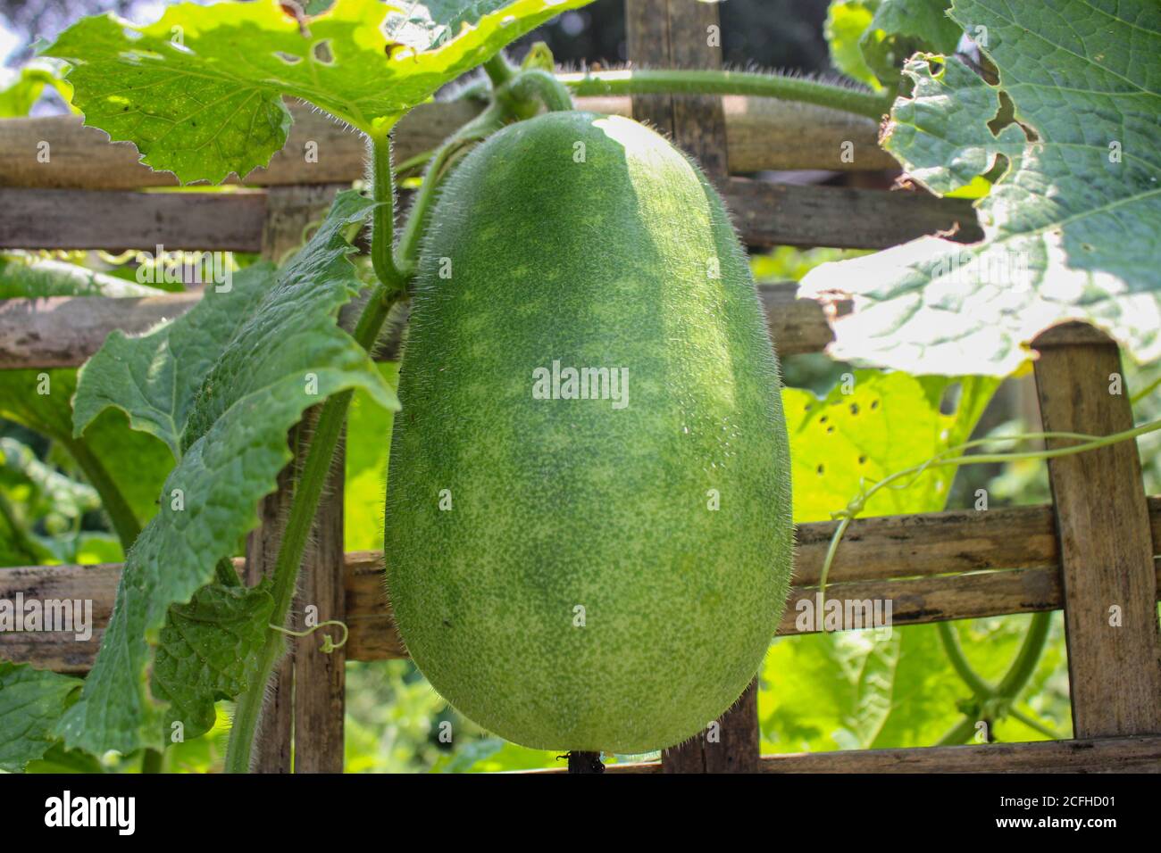 Growing big cucumber in the garden in summer Stock Photo - Alamy