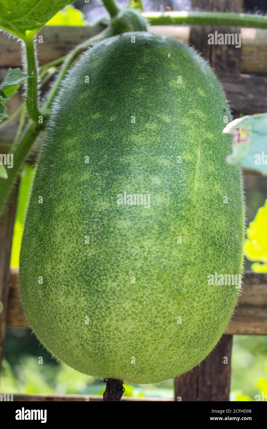 Growing big cucumber in the garden in summer Stock Photo - Alamy