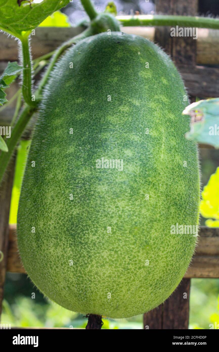 Big Cucumber High Resolution Stock Photography and Images - Alamy