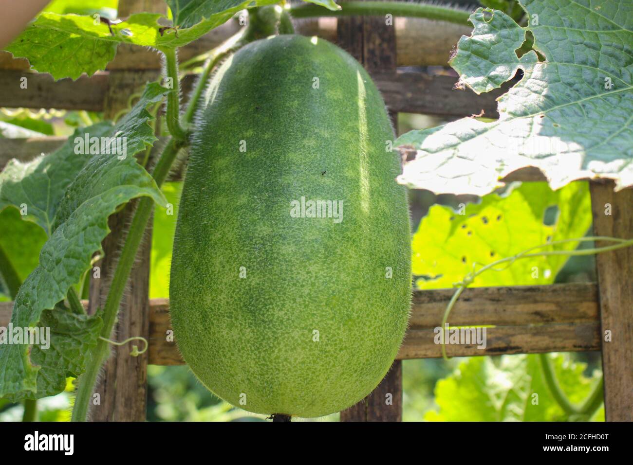 Growing big cucumber in the garden in summer Stock Photo - Alamy