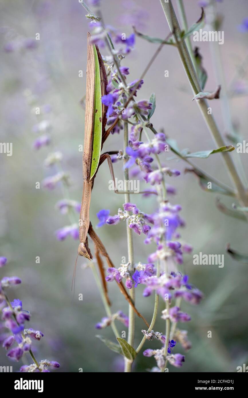 Praying mantis (Tenodera species) - North Carolina Arboretum, Asheville ...