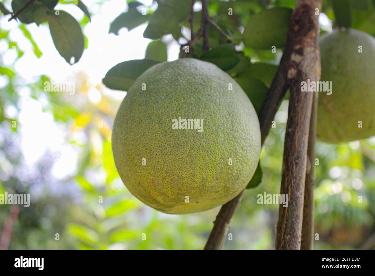 Green pomelo hanging on tree branch hi-res stock photography and images ...