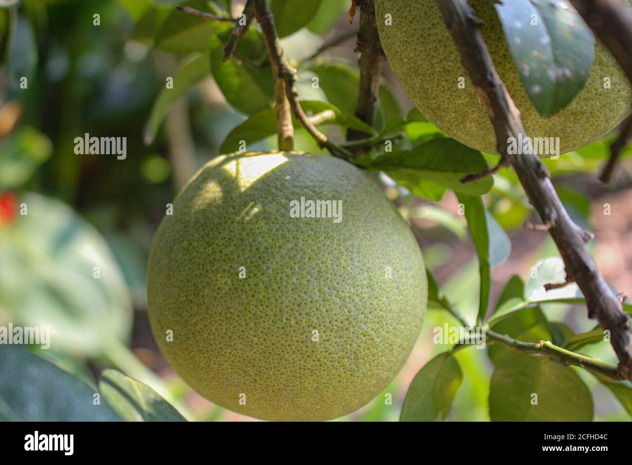 Green pomelo hanging on tree branch hi-res stock photography and images ...
