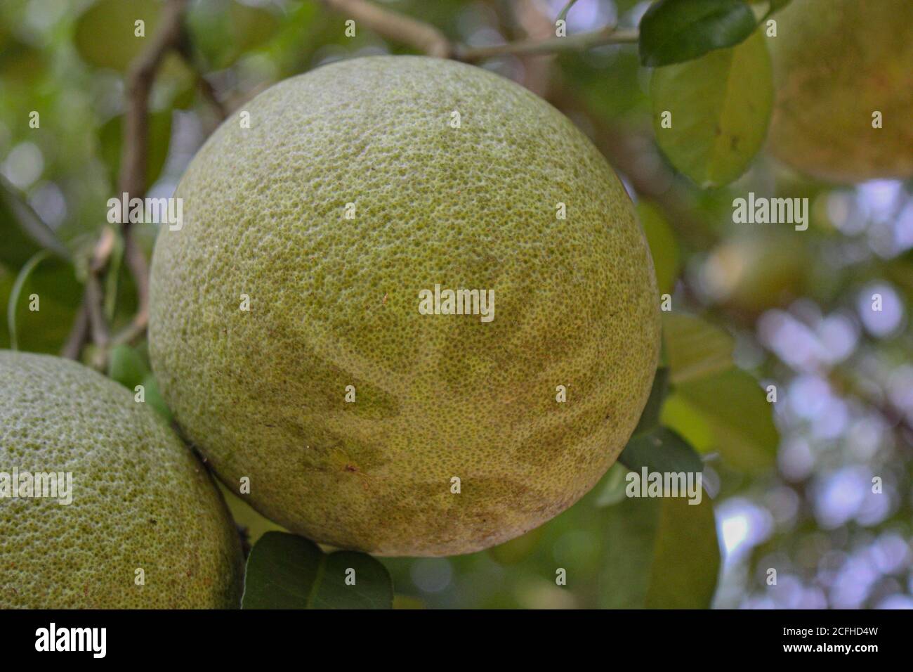 Pomelo citrus fruit, green pomelo hanging on branch Stock Photo - Alamy