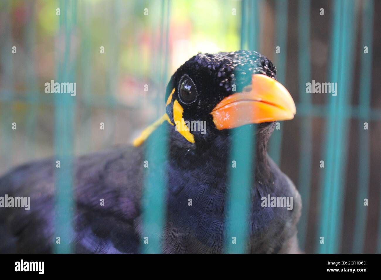 Bird cage myna bird talking Myna bird,black bird in the cage Stock ...