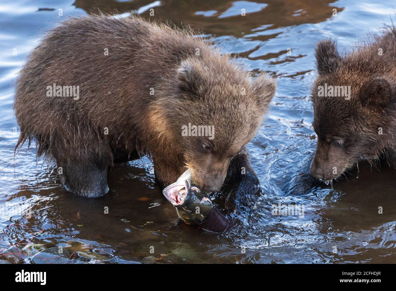 Bear cub eating fish hi-res stock photography and images - Alamy