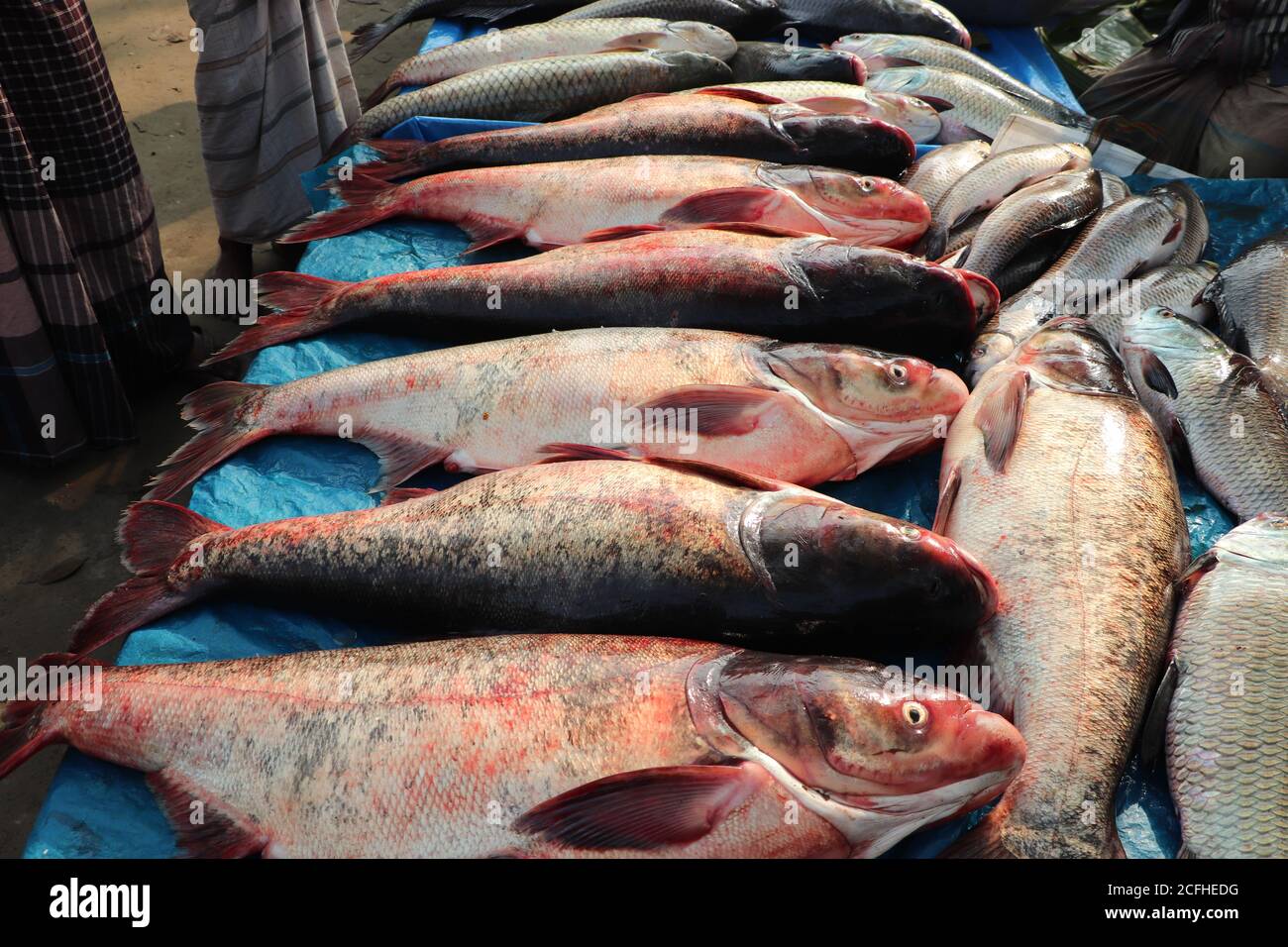 Bangladeshi food fish hi-res stock photography and images - Alamy