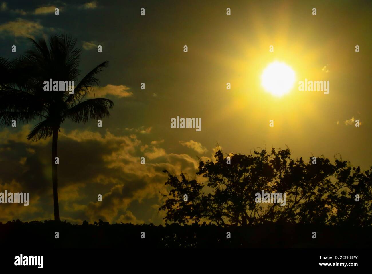 Palm trees silhouette sunset golden hi-res stock photography and images ...