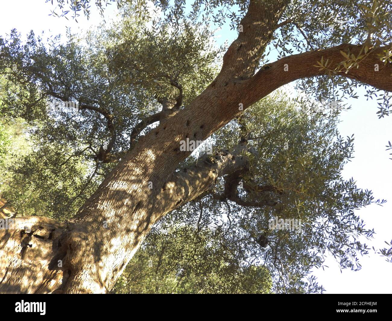 Knotted branches hi-res stock photography and images - Alamy