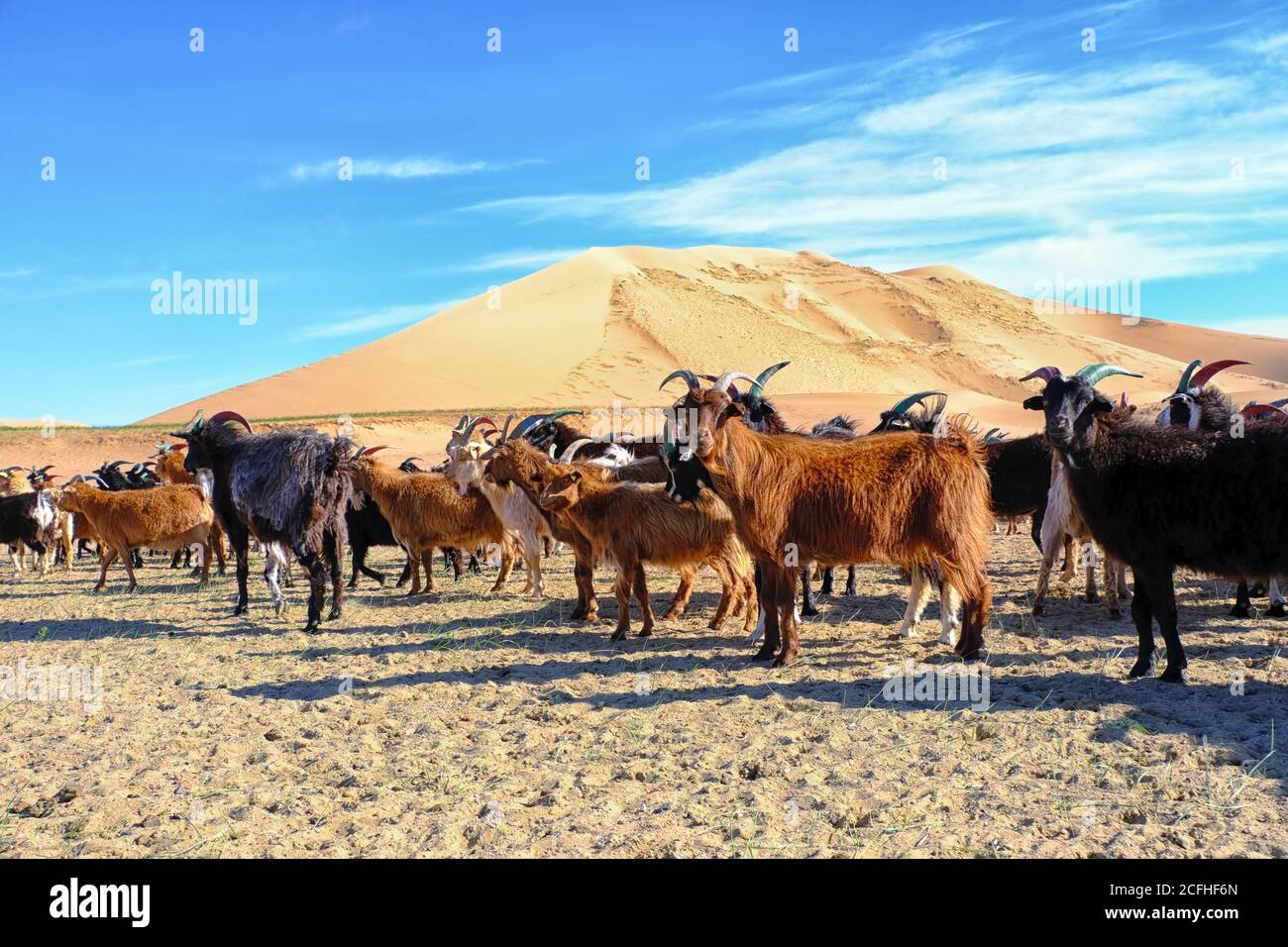 A herd of goats grazes on the border of the sandy desert. Mongol-Els ...