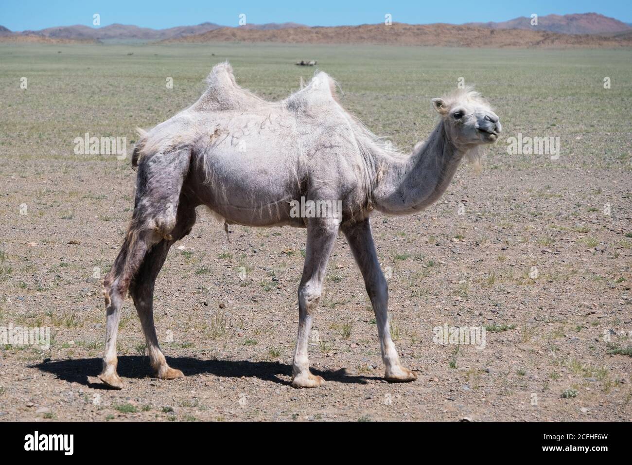 Bactrian camel caravan mongolia hi-res stock photography and images - Alamy