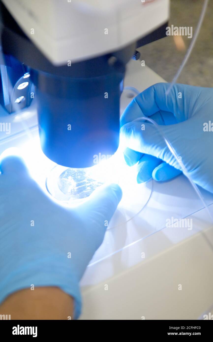microscope and hands of researcher Stock Photo - Alamy