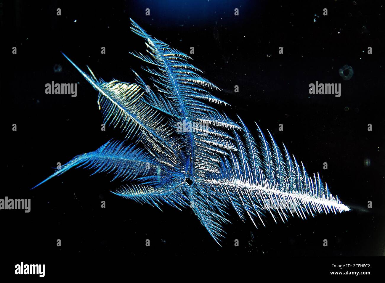 Winter picture. Frost on the window Stock Photo - Alamy