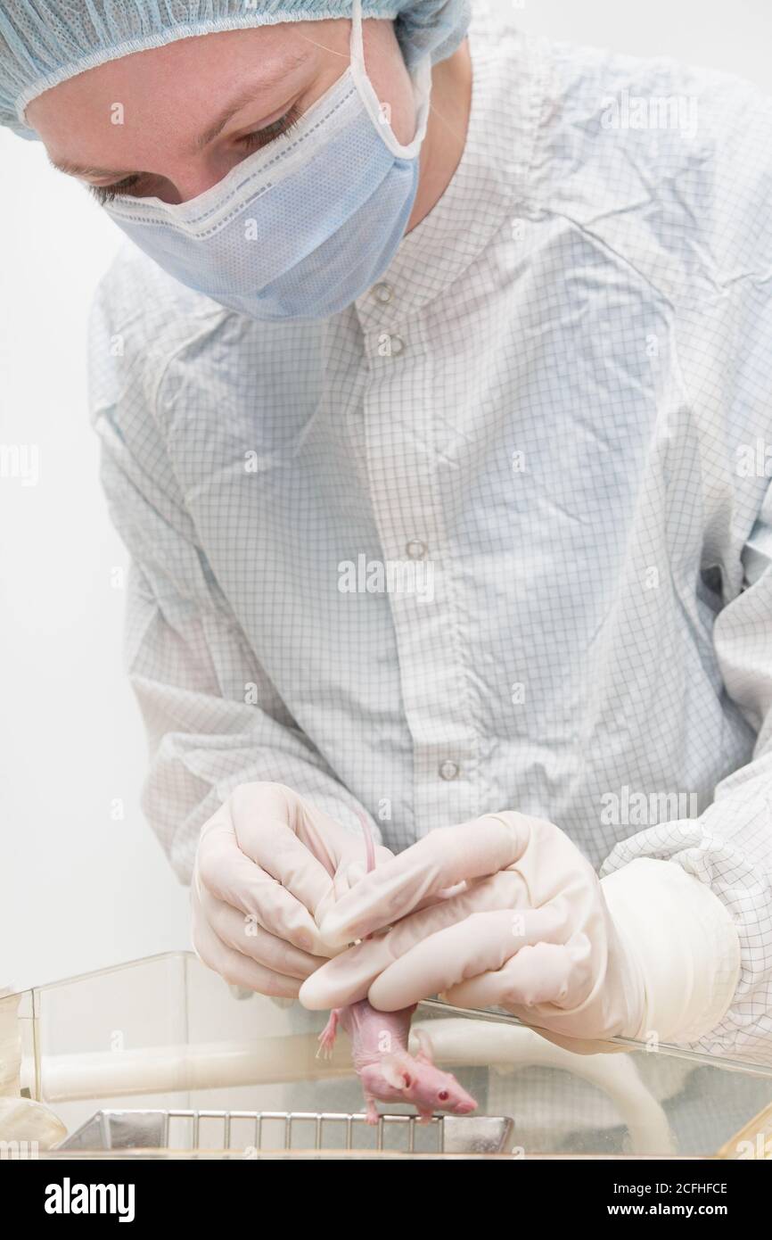 Scientist holding laboratory mouse in hands Stock Photo - Alamy