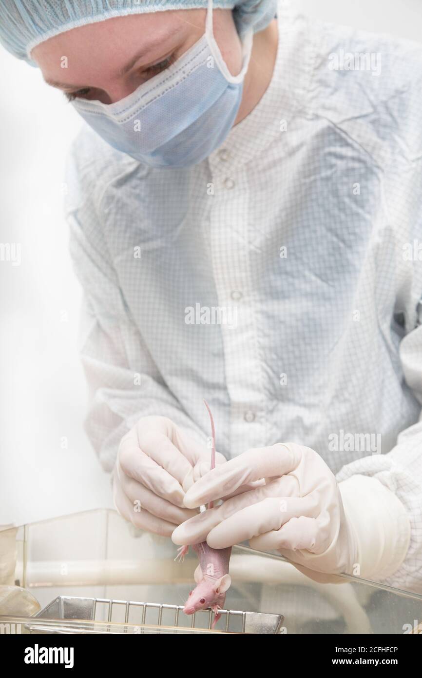 Scientist holding laboratory mouse in hands Stock Photo - Alamy