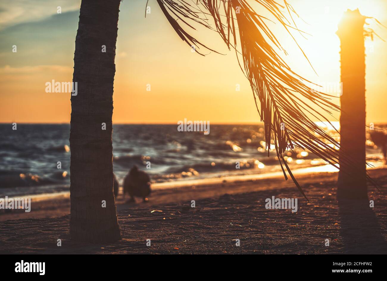 Coconut tree and sunset on the beach in summer Stock Photo - Alamy