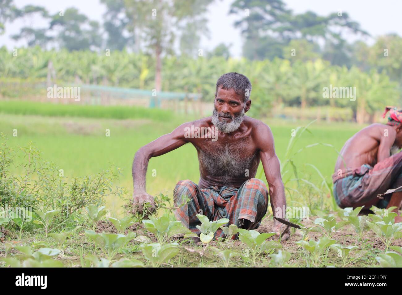 Asian worker (day laborer) working (cleaning weeds) with a fellow ...