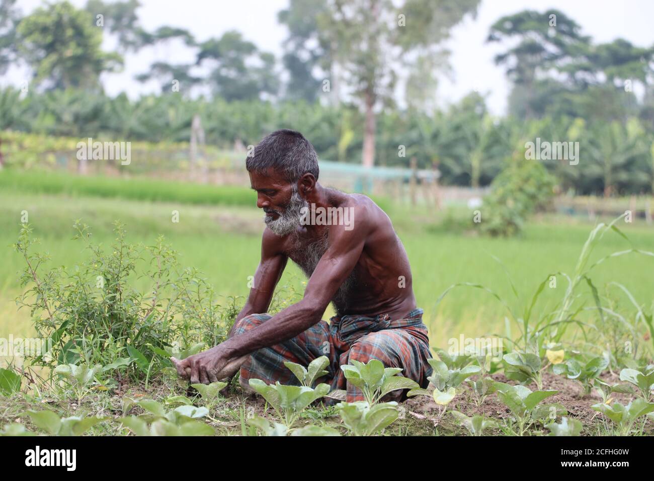 An Asian worker (day laborer) working (cleaning weeds) on a cauliflower ...