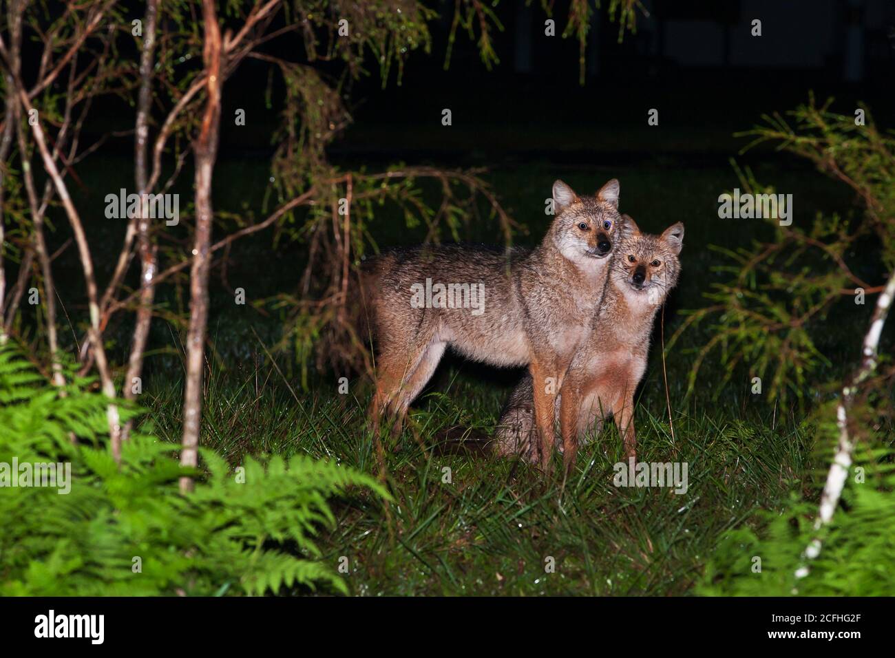 Dog mating hi-res stock photography and images - Alamy