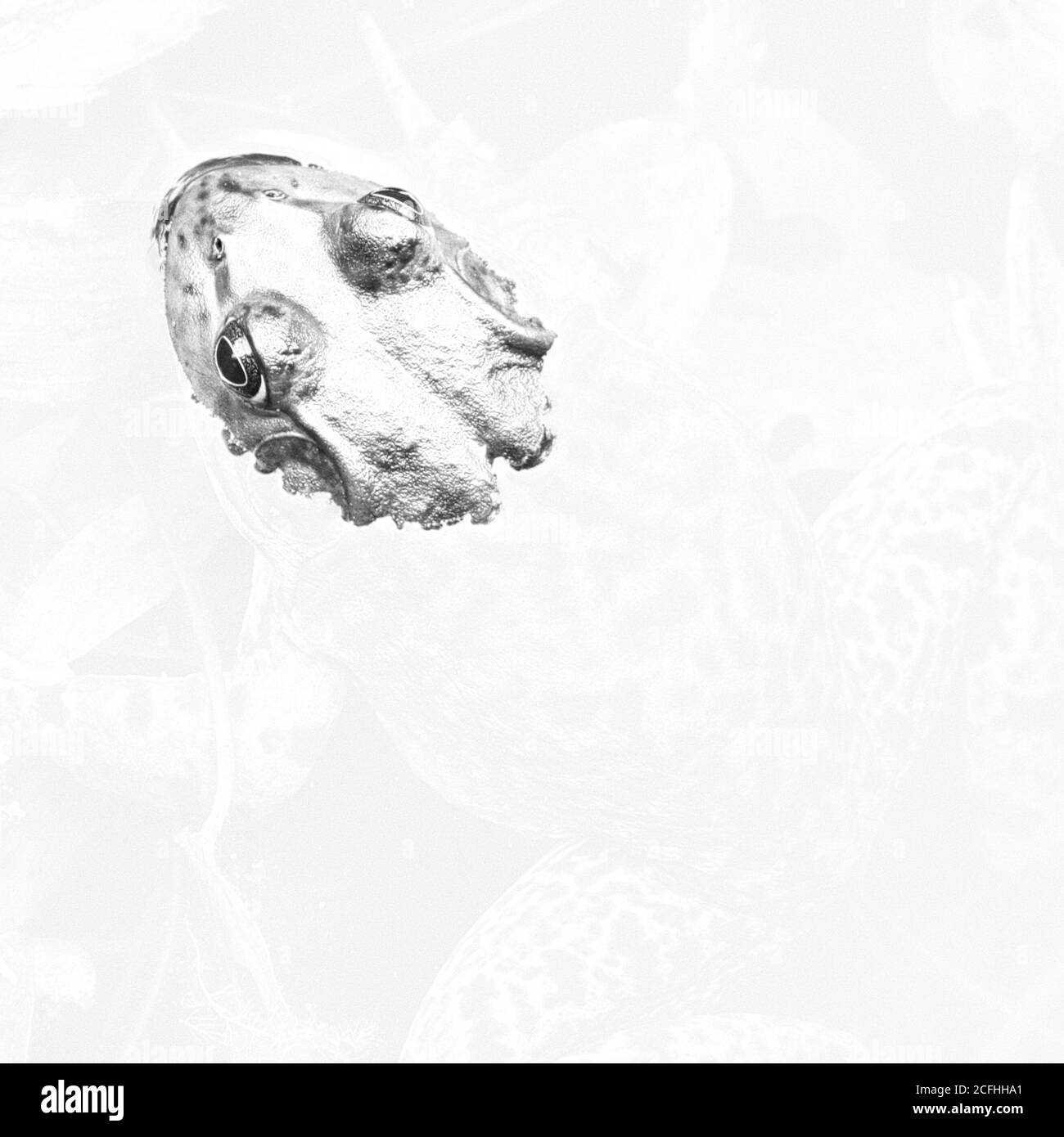 Half body in water Black and White Stock Photos & Images - Alamy