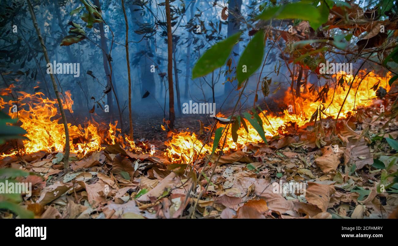 forest fire disaster is burning caused by humans Stock Photo - Alamy