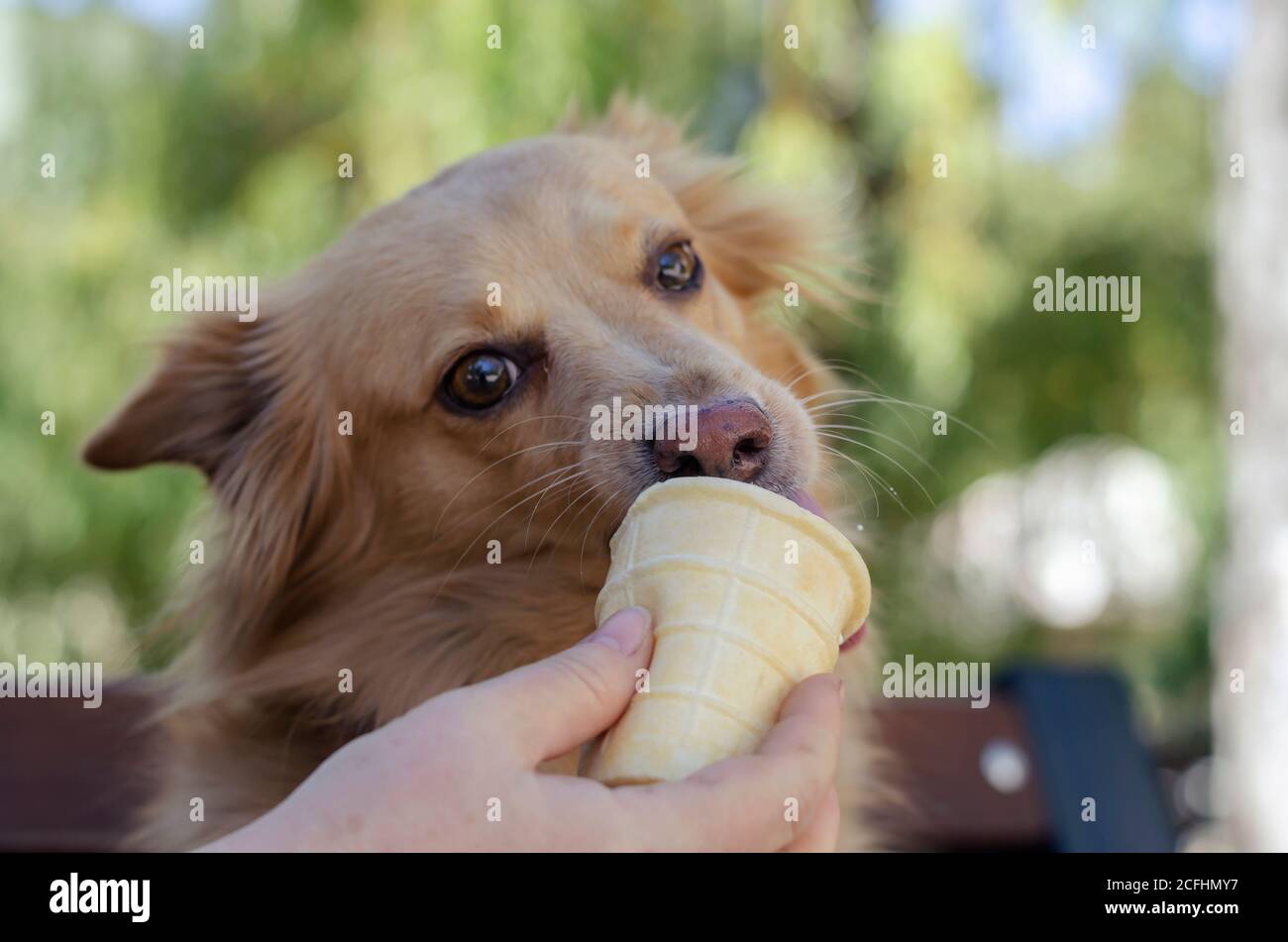 Animals Eating Ice Cream High Resolution Stock Photography and Images ...