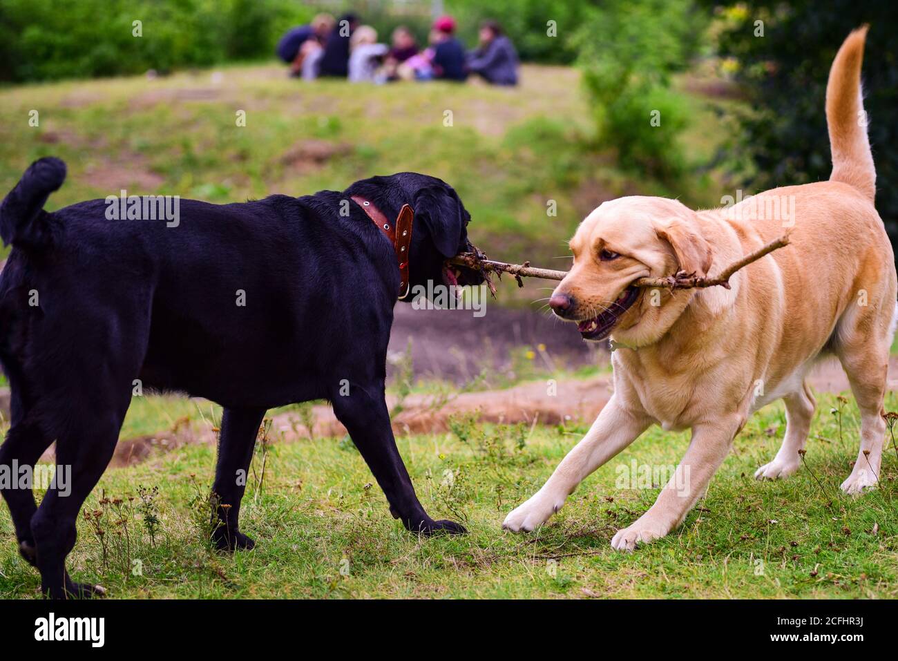 Labrador dogs playing hi-res stock photography and images - Alamy