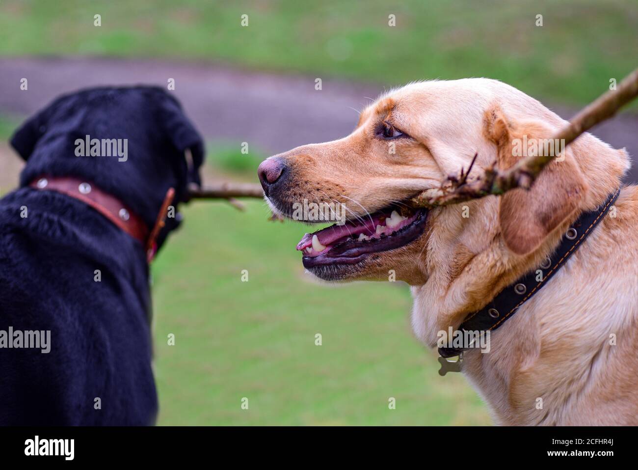 Labrador dogs playing with a stick Stock Photo - Alamy