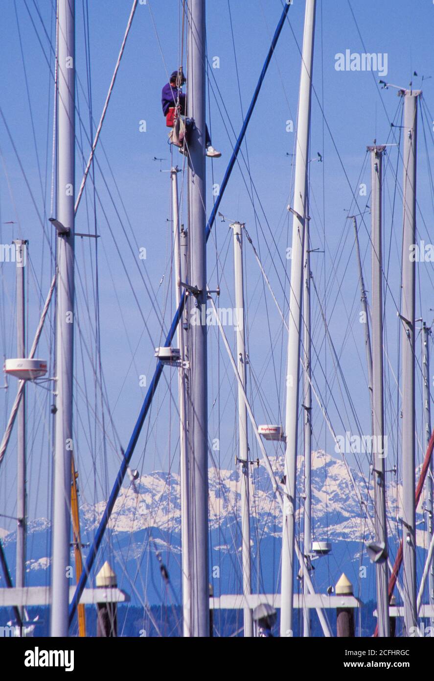 Man in bosun chair works on sailboat mast at Shilshole Marina, Seattle ...