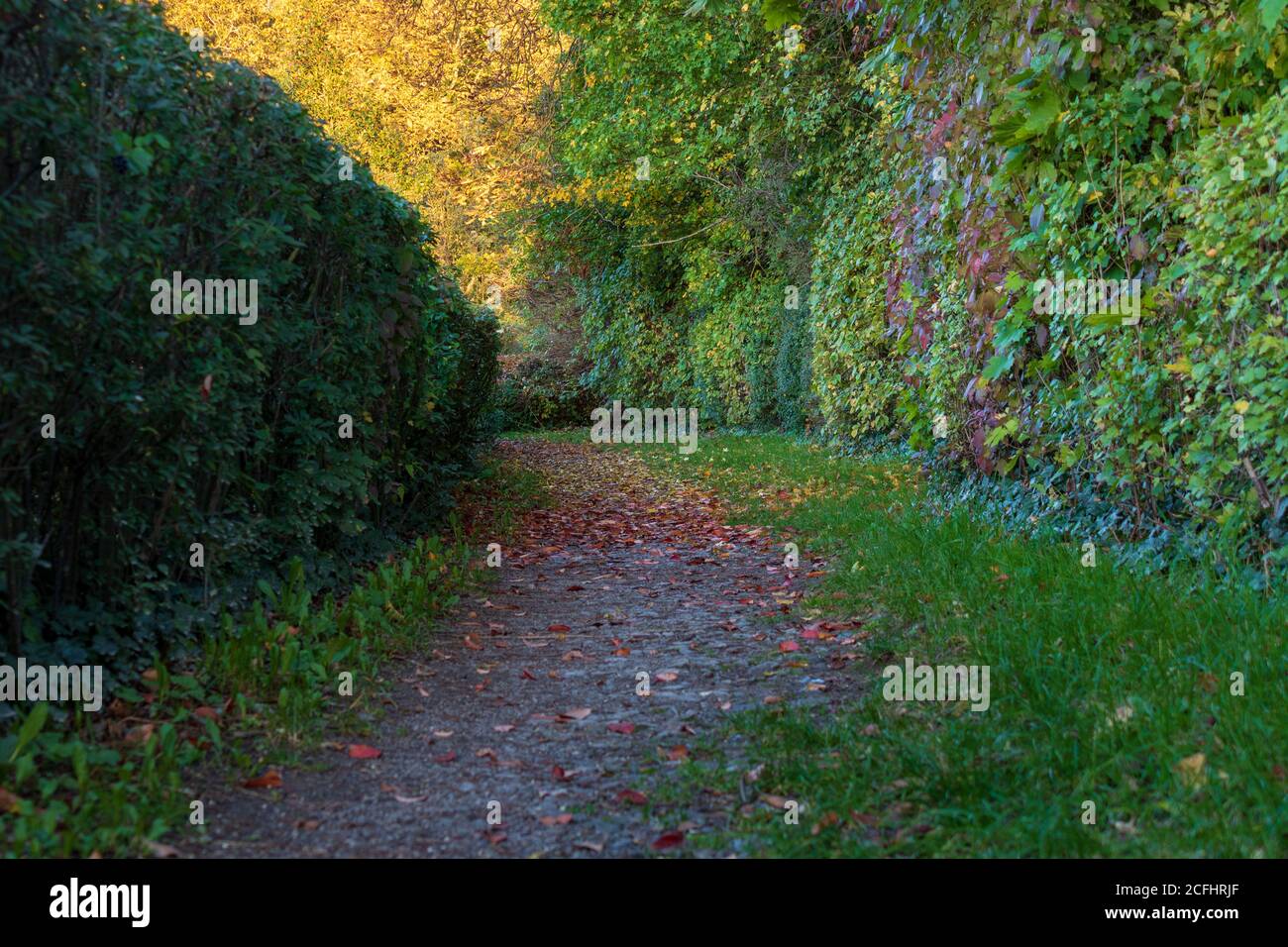 Trail leading through a bright green forest Stock Photo - Alamy