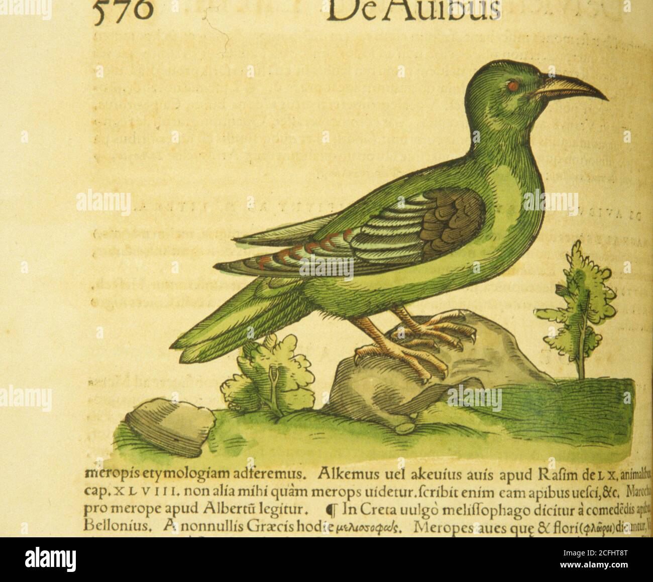 Merope hi-res stock photography and images - Alamy