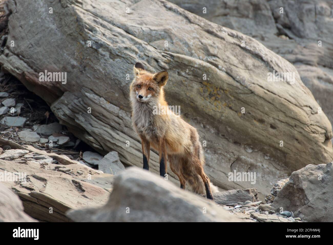 Skinny peeling hungry fox in spring during molting Stock Photo - Alamy