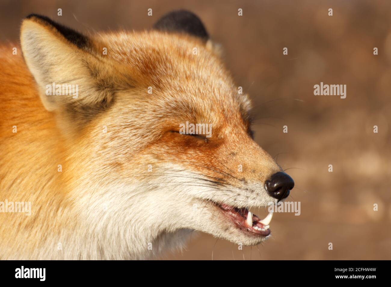 Close-up fox face while eating Stock Photo - Alamy