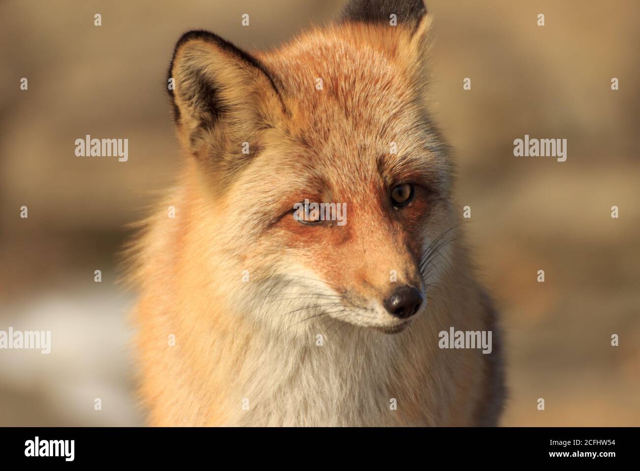 Portrait of a fox (Vulpes vulpes) in the autumn forest on cape Tobizina ...