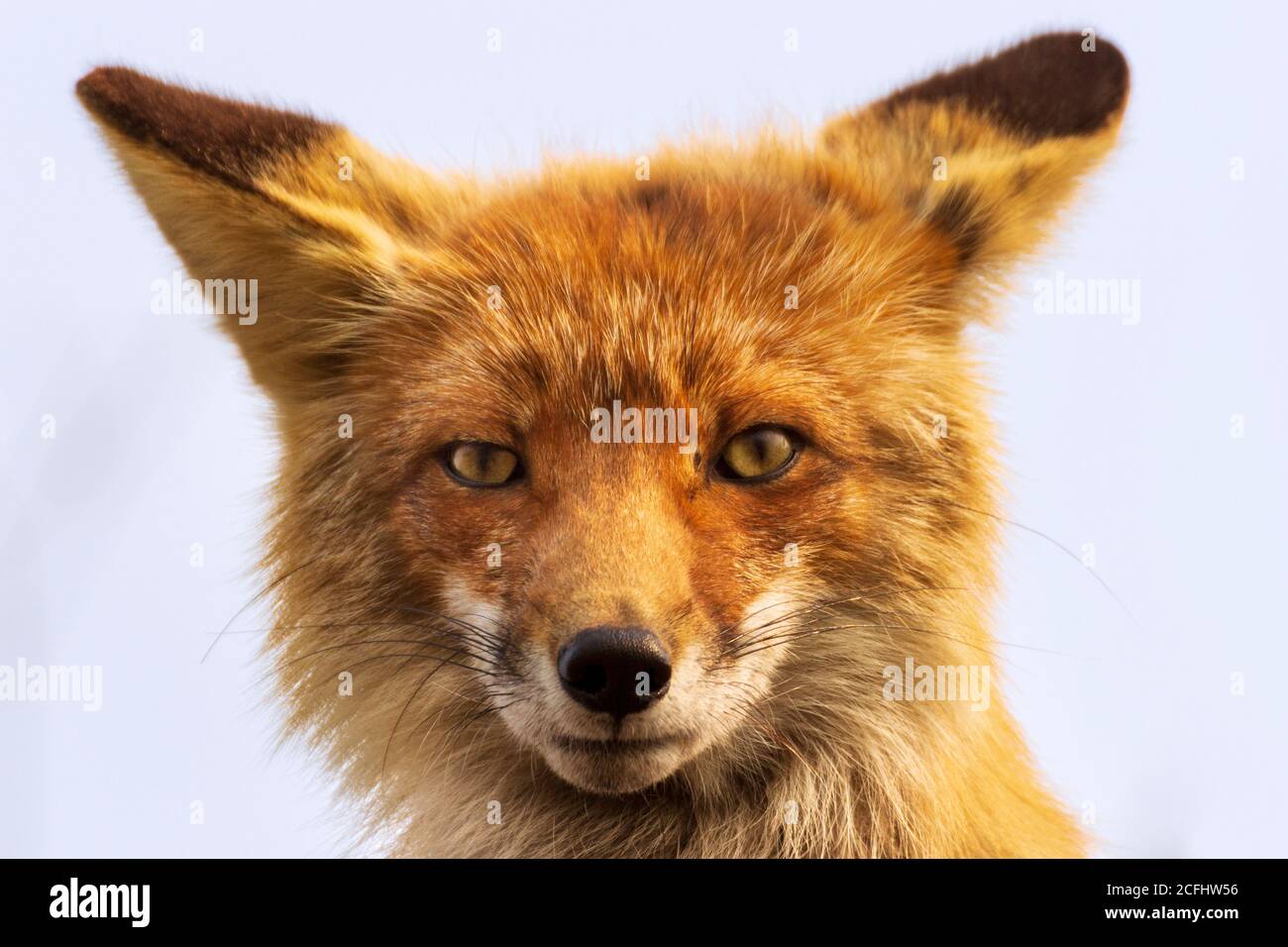 Close-up portrait of a fox looking directly into the lens Stock Photo ...