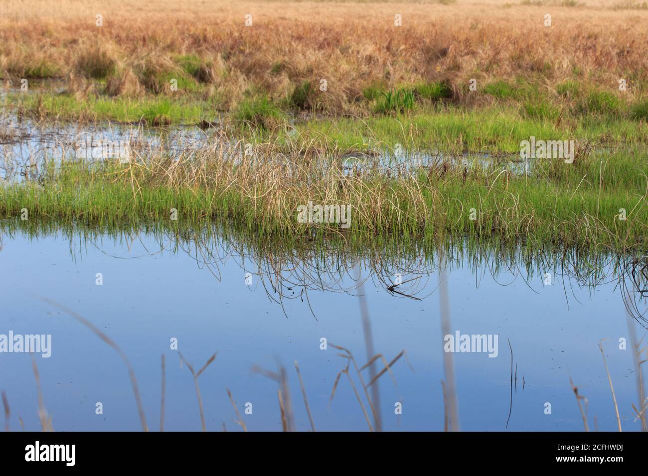 Swamp in the spring, overgrown with last year's schema of reeds and new ...