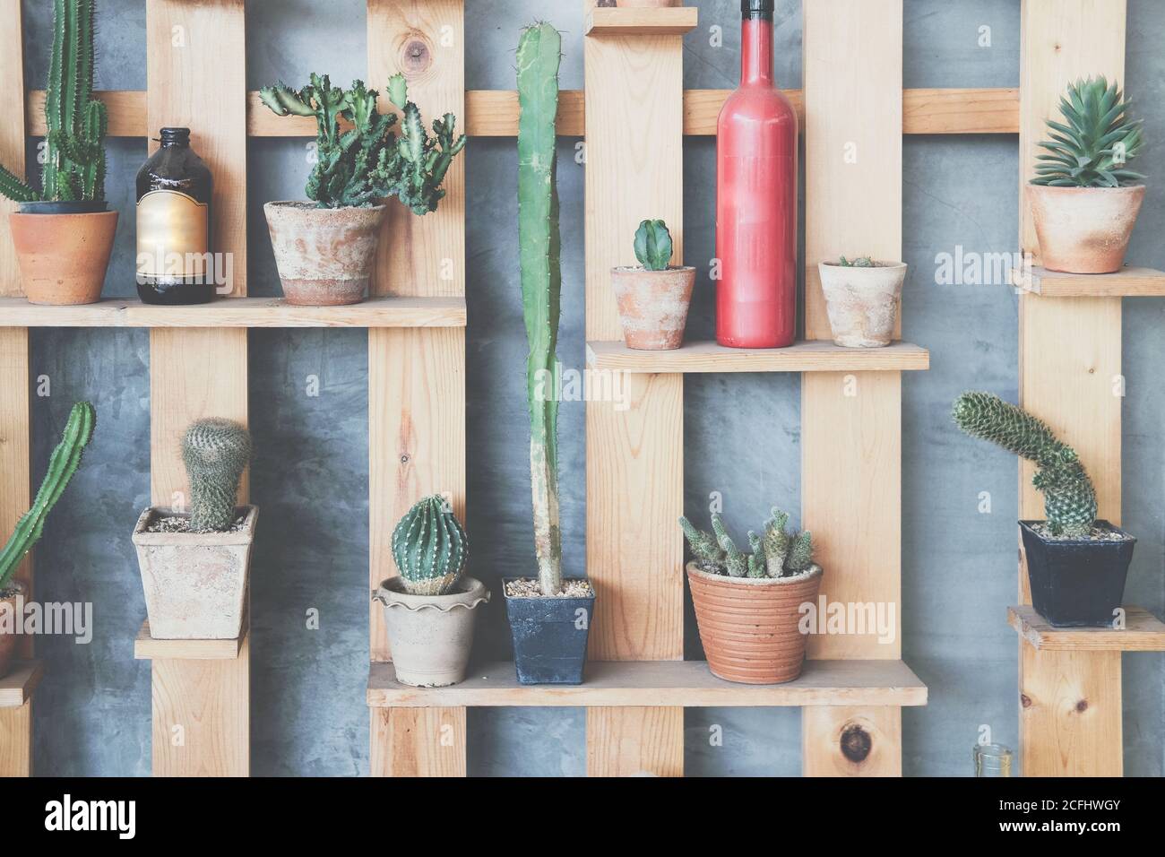 succulent cactus plant houseplant decorating on wooden shelf Stock ...