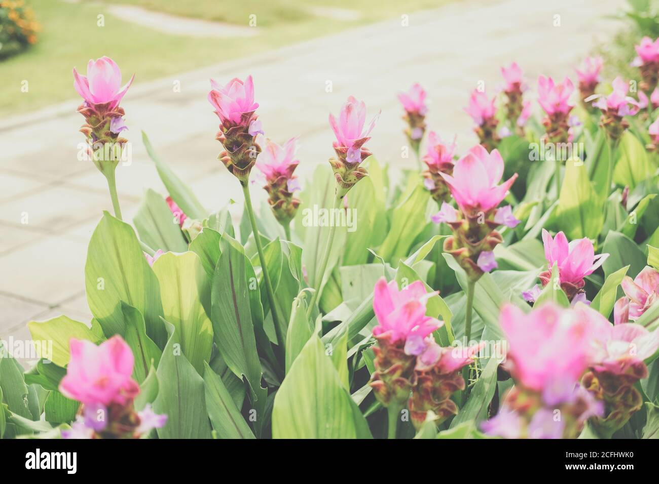 pink siam tulip flower garden field. Curcuma alismatifolia Stock Photo ...