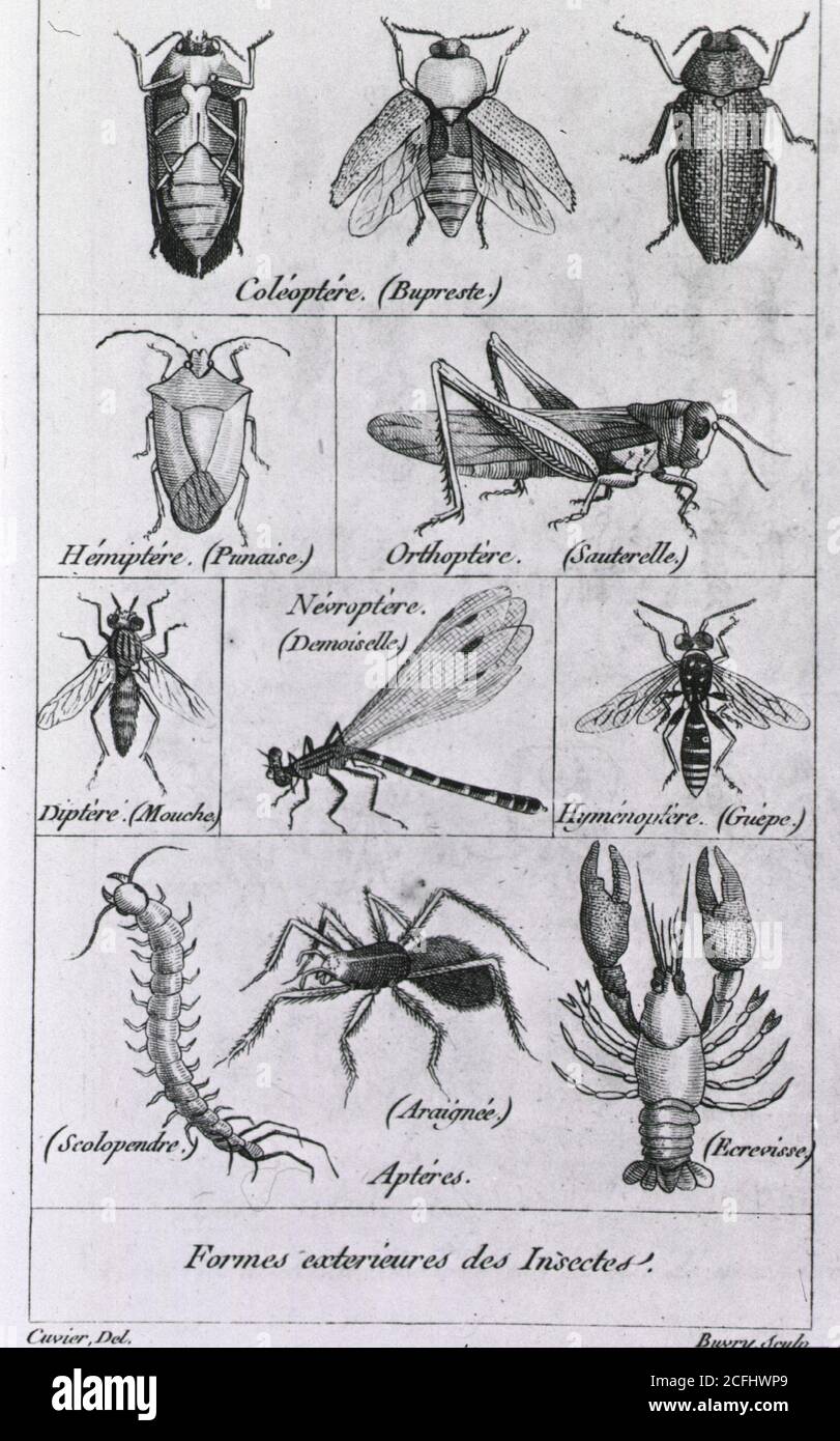 Insectes insectes hi-res stock photography and images - Alamy