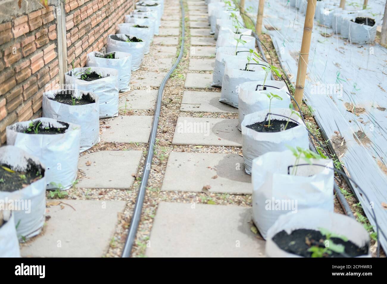 growing vegetable plant with drip water irrigation system Stock Photo ...
