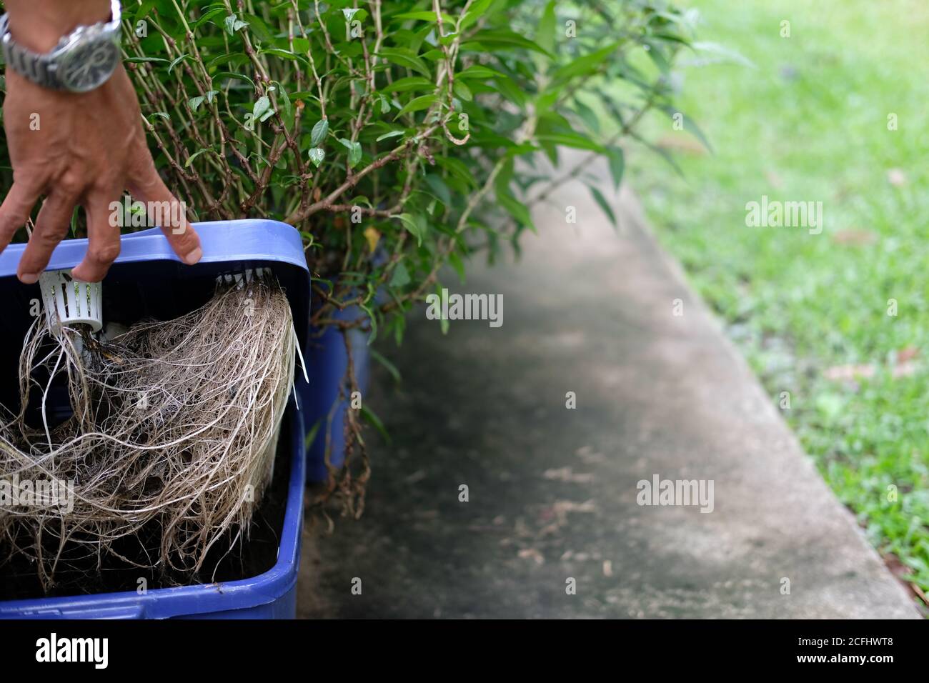 hydroponic vegetable root growing in plastic box in farm Stock Photo ...