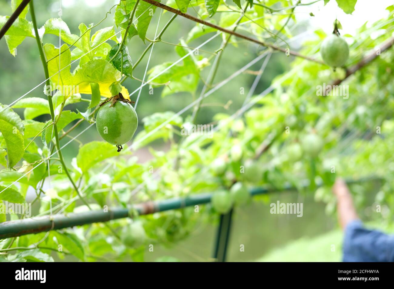 growing passion fruit in garden farm orchard Stock Photo - Alamy